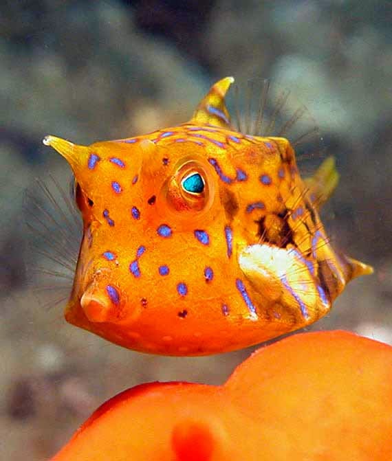 Wallpaper HD: Cowfish Pictures